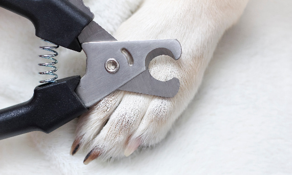 Jak obcinać psu pazury?