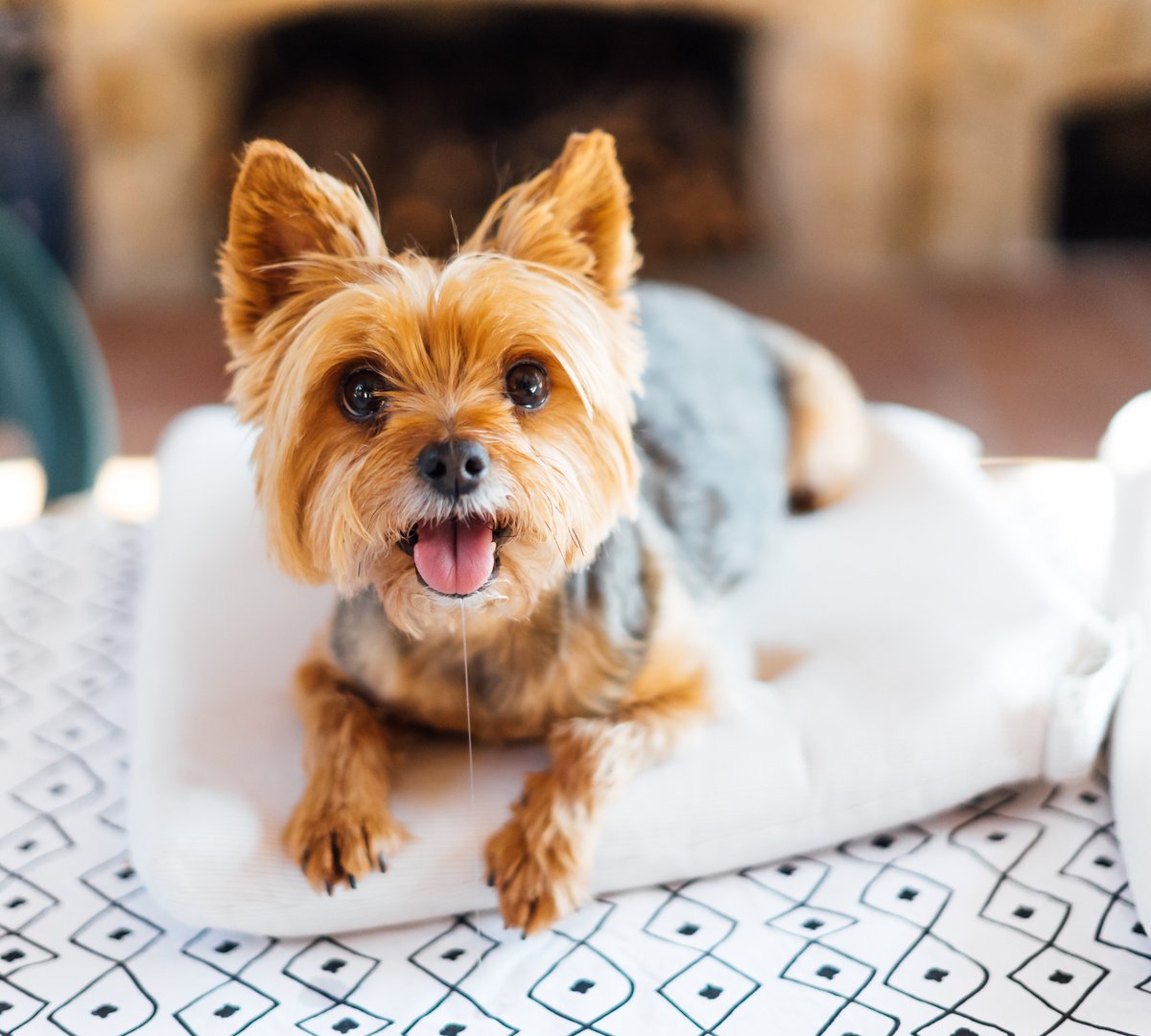 Odpowiednia karma dla yorka, na co zwracać uwagę?